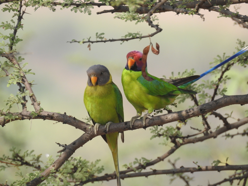 Plum-headed Parakeet (Psittacula cyanocephala) - Avian Discovery