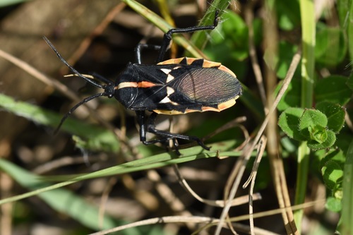 Curtius cruciatus · iNaturalist