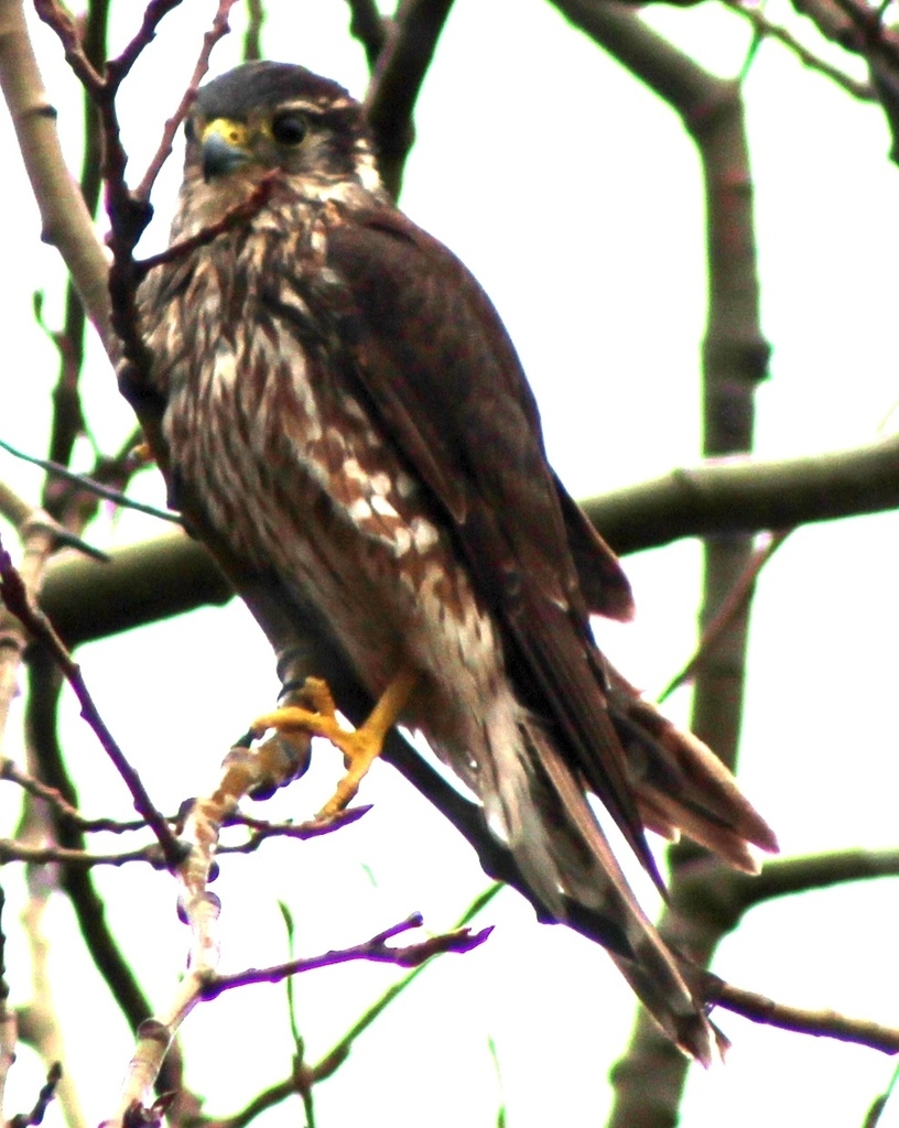 Merlin from Queens County, PE, Canada on May 6, 2021 at 02:30 PM by ...