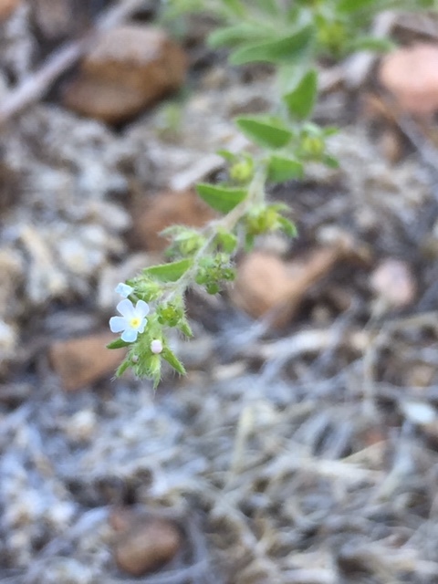Cryptantha crassisepala (Torr. & Gray) Greene