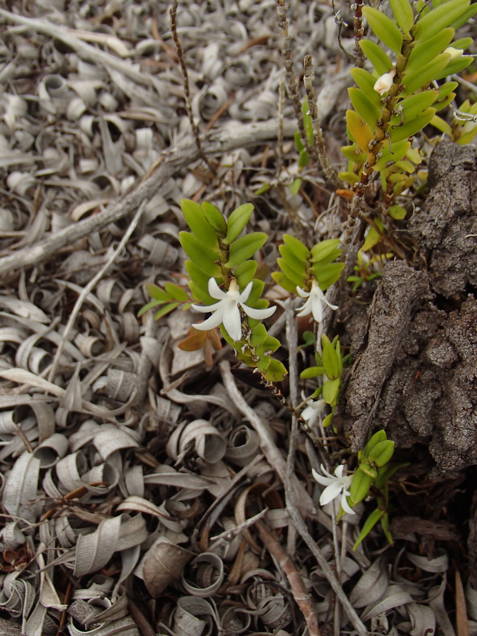 Angraecum dasycarpum Schltr.