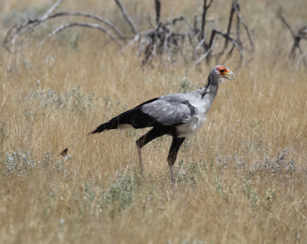 Secretarybird in December 2017 by Mikael Bauer · iNaturalist