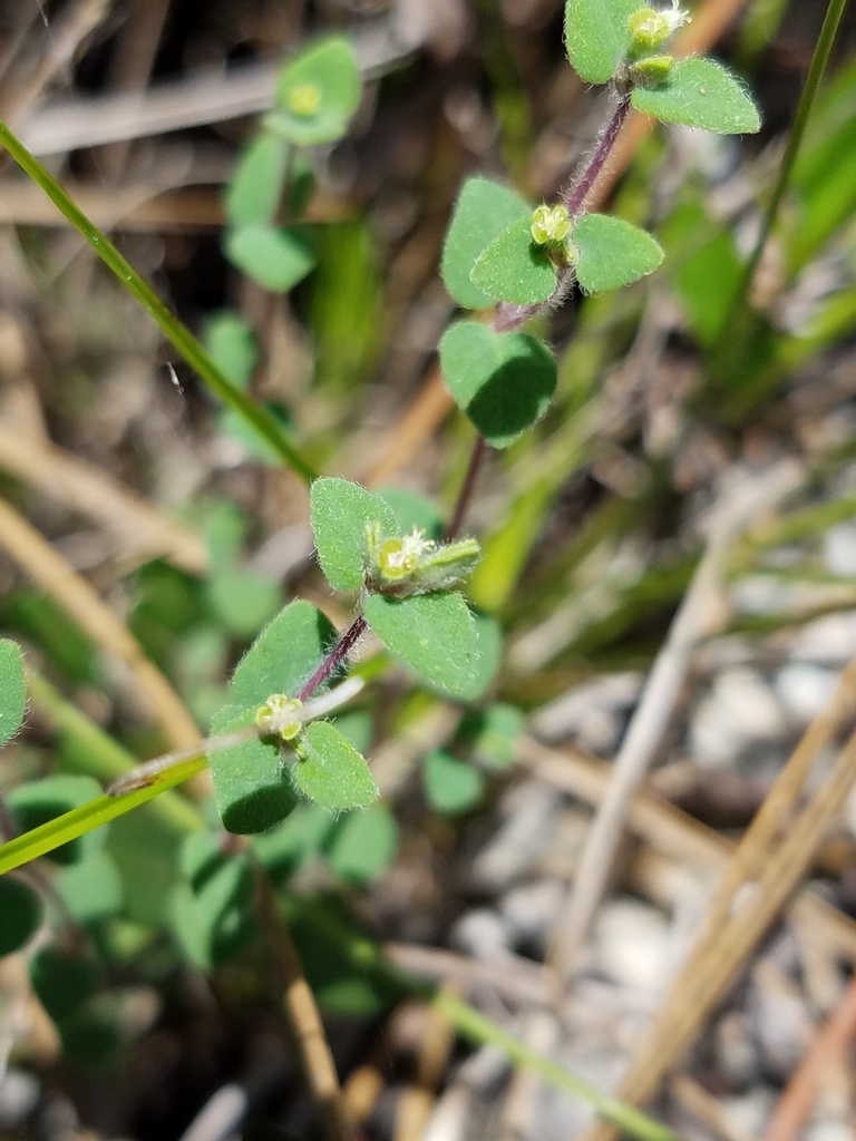 Pineland Sandmat in May 2021 by Joe MDO · iNaturalist