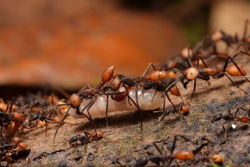 Eciton burchellii · iNaturalist