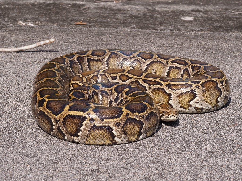 Burmese Python from SW 232nd Ave, Homestead, FL, US on May 15, 2018 at ...