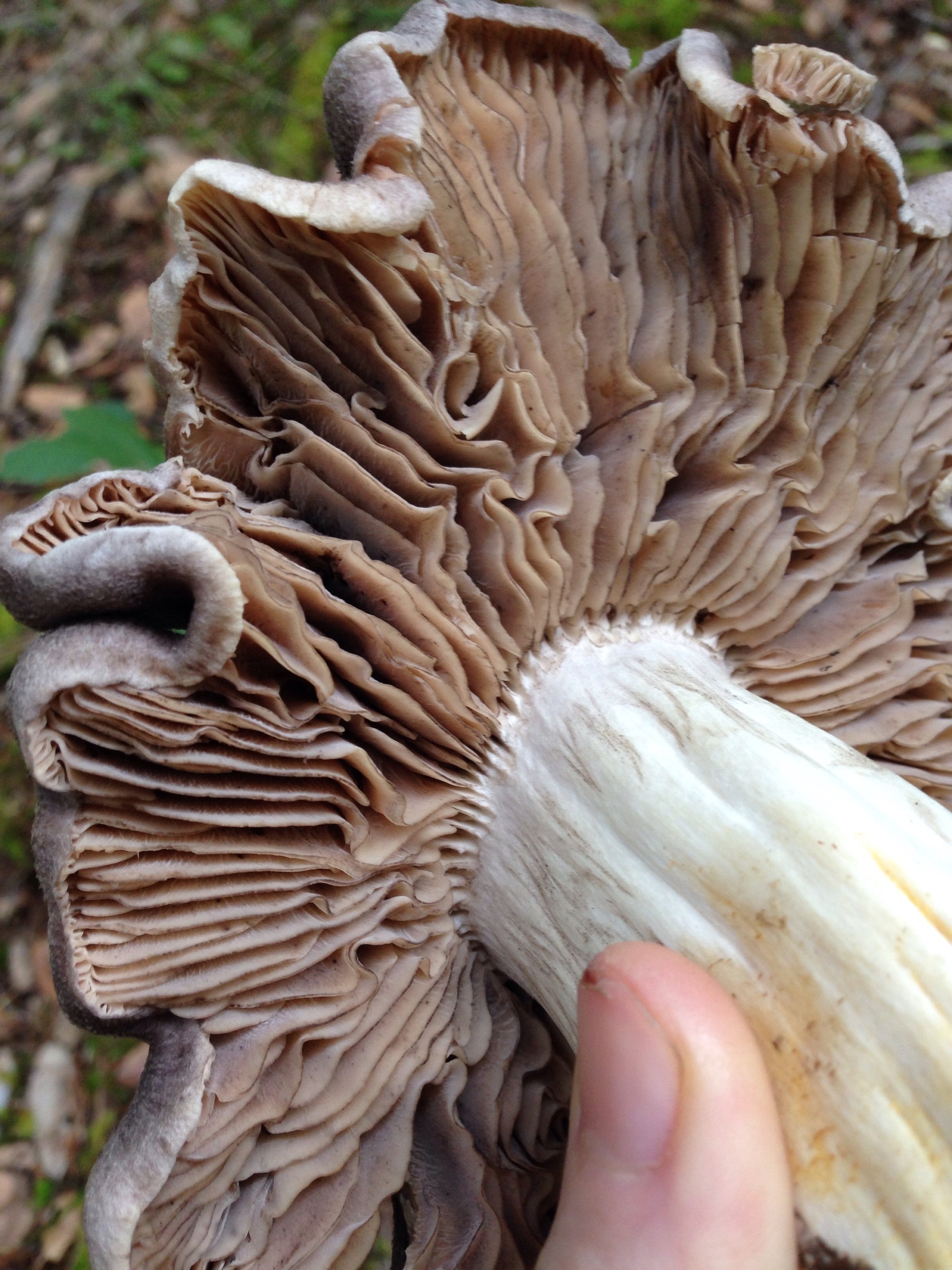 Tricholoma atroviolaceum A.H.Sm.