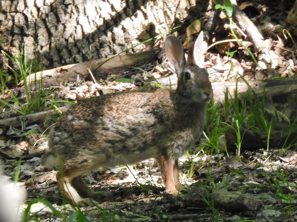 Eastern Cottontail from Dallas, TX, USA on May 6, 2021 at 10:15 AM by ...