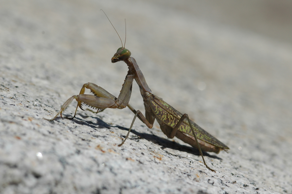 Giant Asian Mantis from Jiaoshan Great Wall, Shanhaiguan District ...