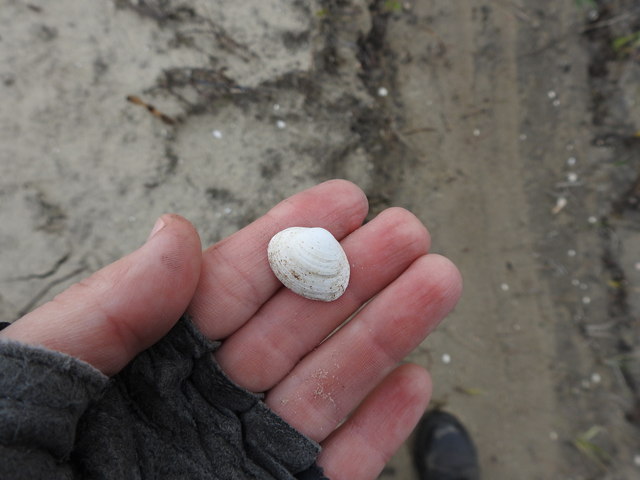 Sphaerium rivicola (Lamarck, 1818)