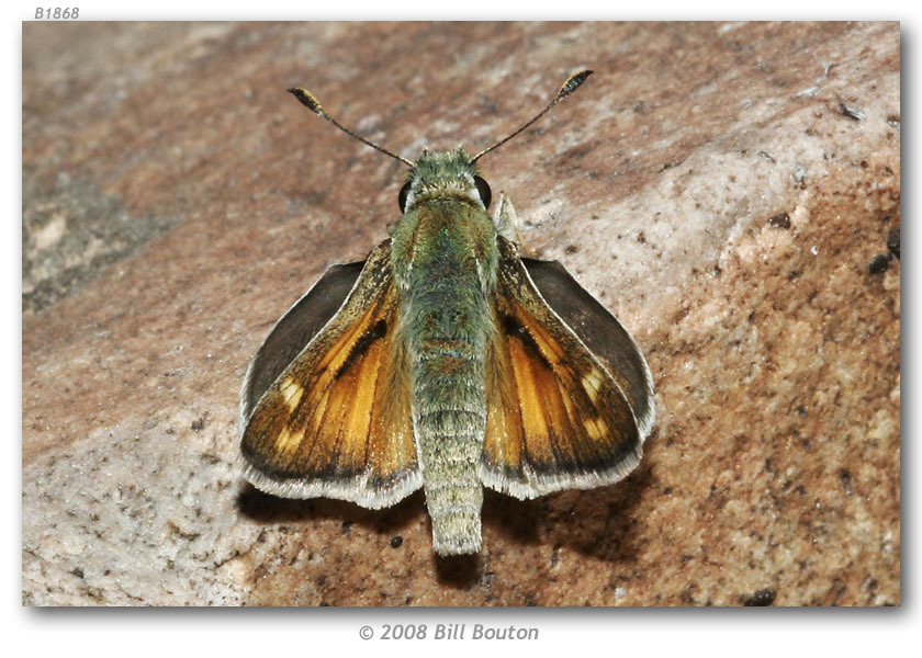 Uncas Skipper (Denver-Boulder Metro Area: Butterflies and Moths ...