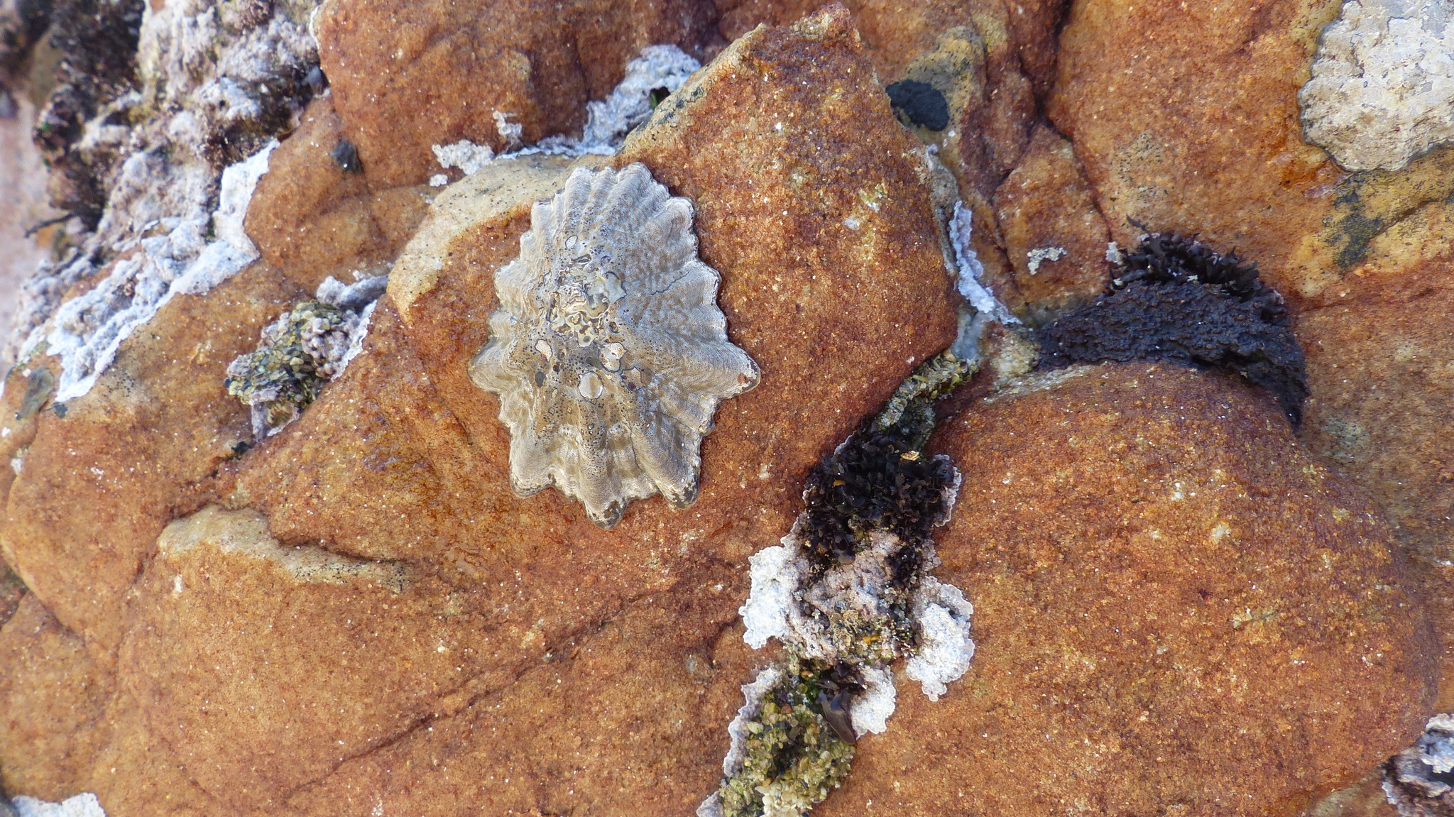 Cymbula oculus (Born, 1778)