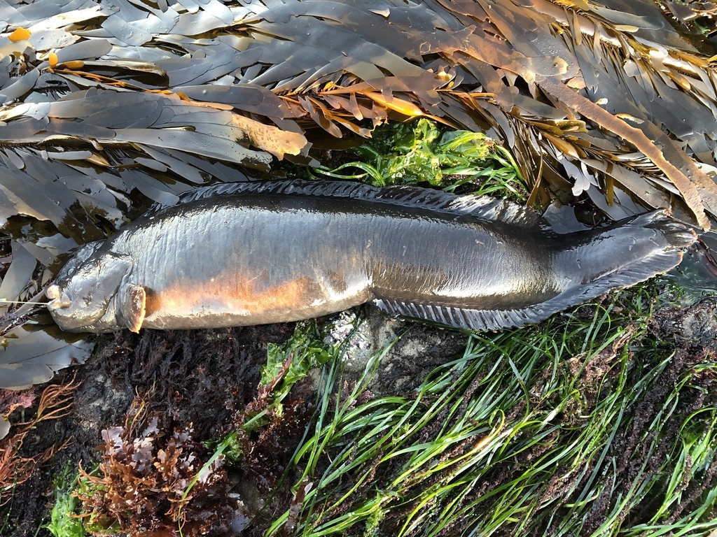 Monkey-faced Prickleback (Cebidichthys violaceus) - Marine Life ...