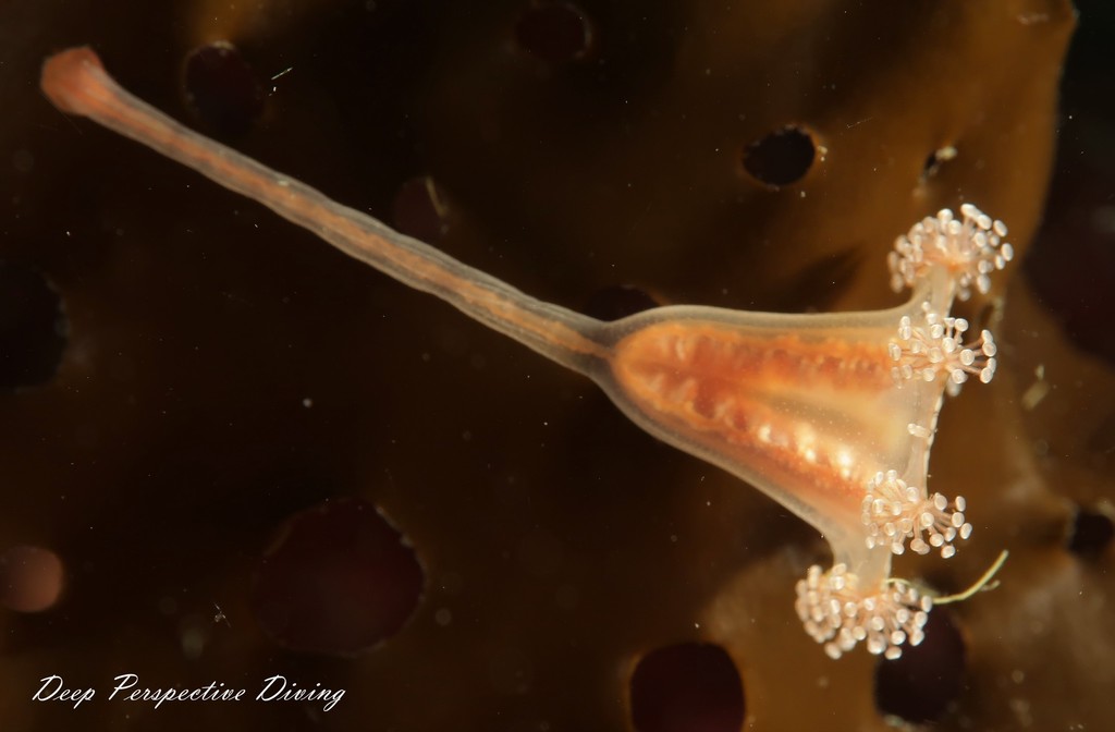 Manania atlantica from Indian Harbour, NS, Canada on May 3, 2021 at 05: ...