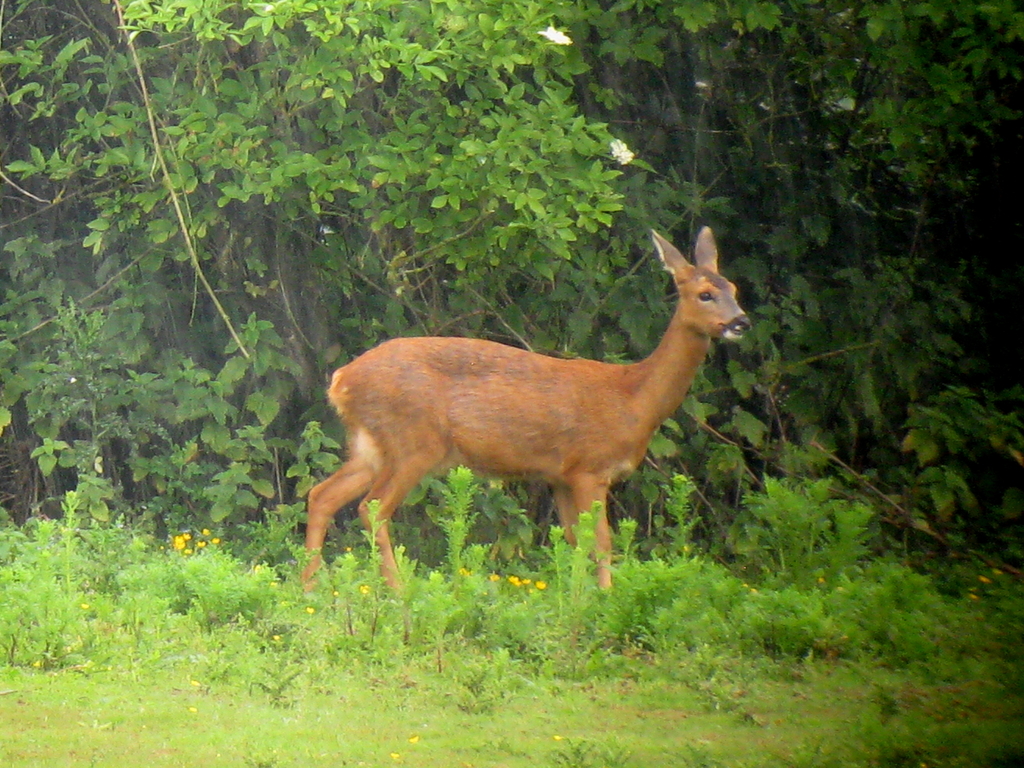 Western Roe Deer in June 2011 by richardjaybee · iNaturalist