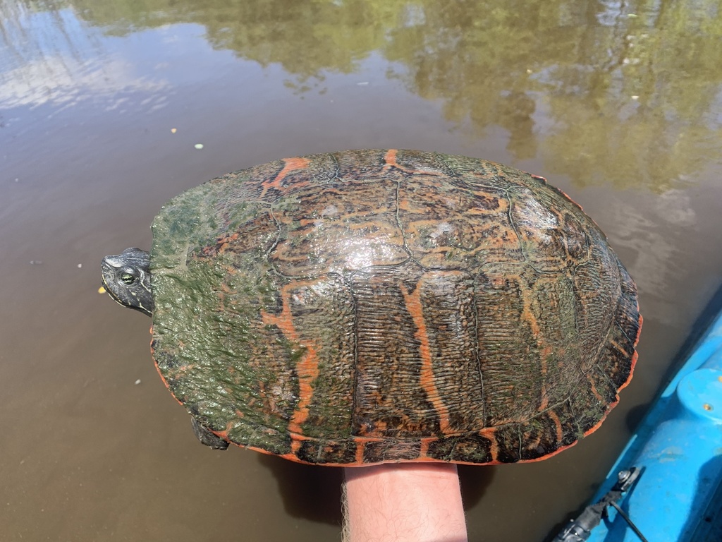 Northern Red-bellied Cooter from Hebron, MD, US on May 6, 2021 at 12:13 ...