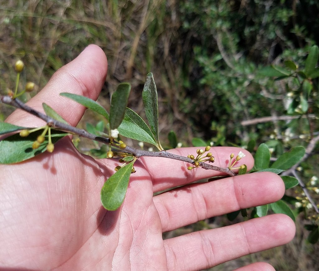 Everglades bully in May 2021 by Joe MDO · iNaturalist