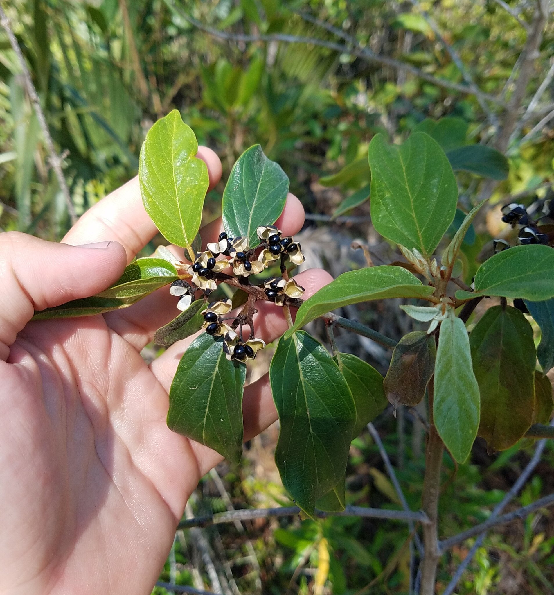 Colubrina arborescens (Mill.) Sarg.