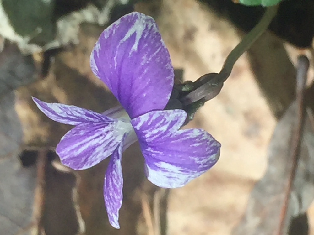 three-lobed violet from Ozark National Scenic Riverways, MO, US on May ...