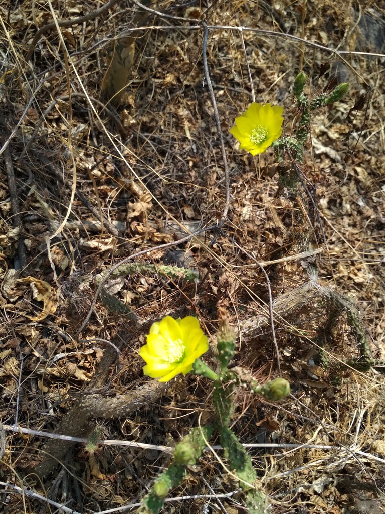 Velvet Bur Cactus from Santiago de Querétaro, Qro., México on April 21 ...