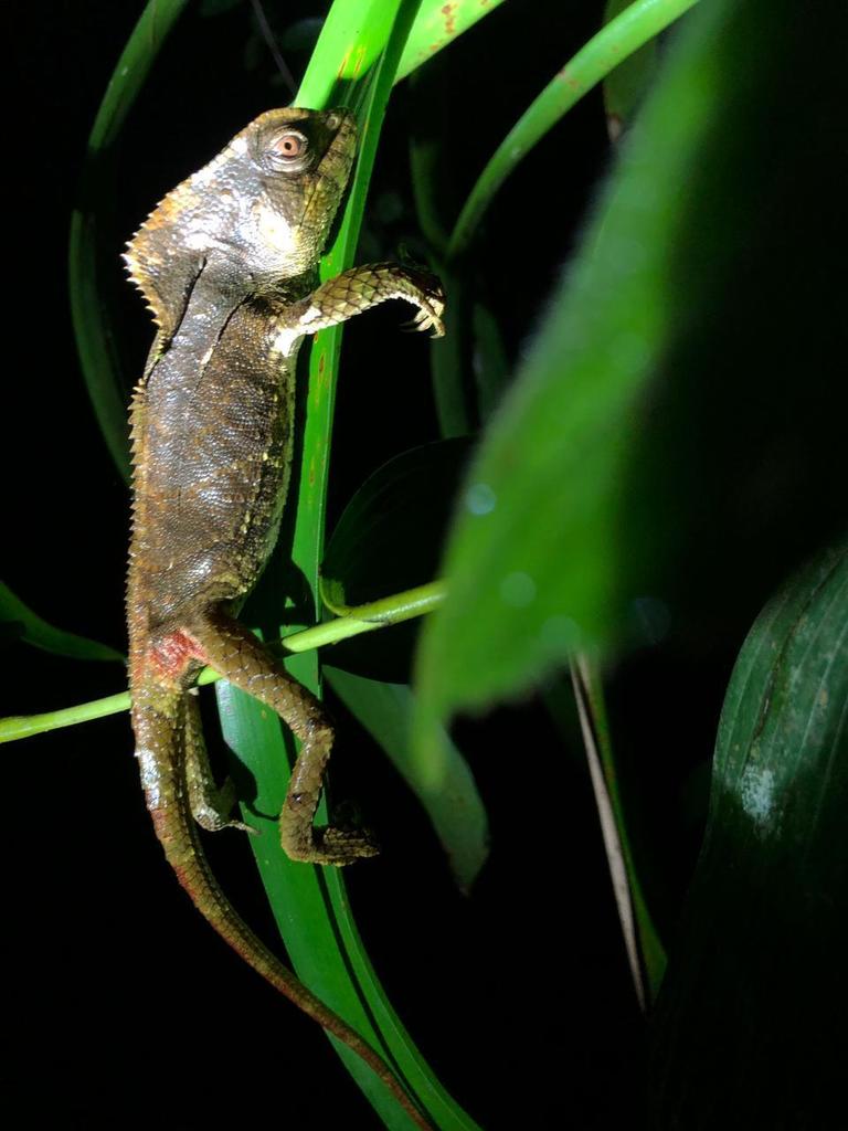 Helmeted Iguana from 1KM after Celeste Mountain Lodge Tenorio Volcano ...