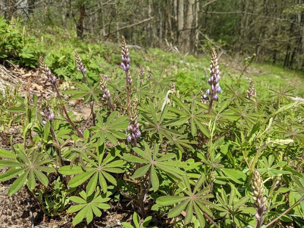 Sundial Lupine in May 2021 by Pat Deacon. Very earliest plants soon to ...