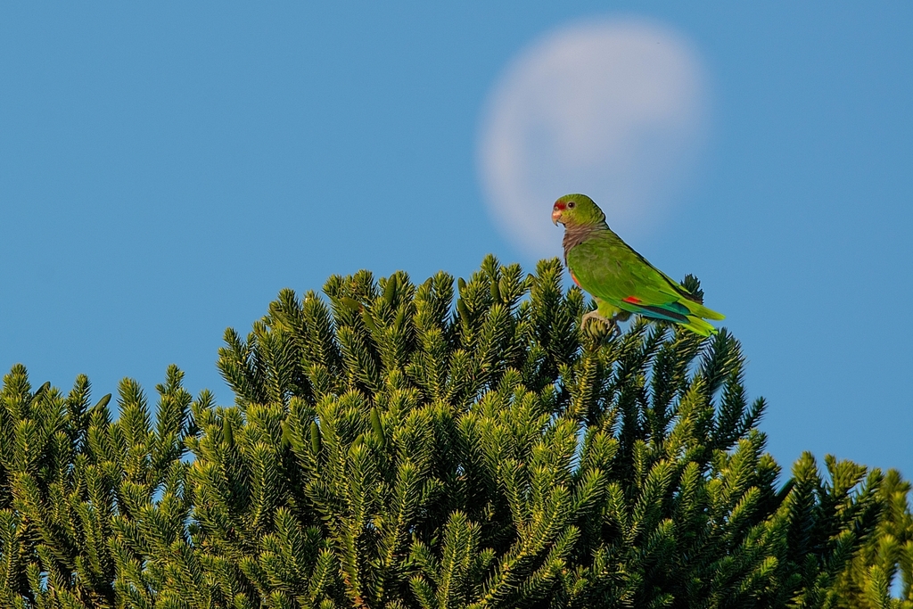 Vinaceous-breasted Parrot in April 2021 by Luciano Bernardes · iNaturalist