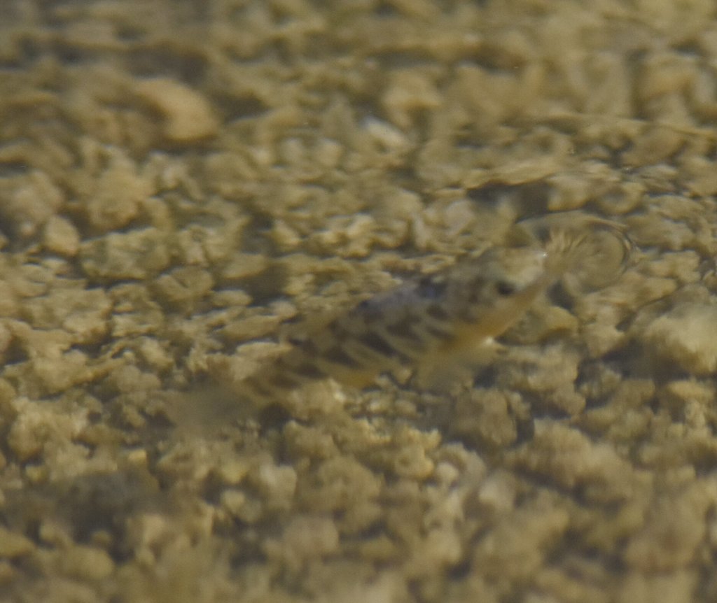 Sheepshead Minnow from Miami-Dade County, FL, USA on May 02, 2021 at 05 ...