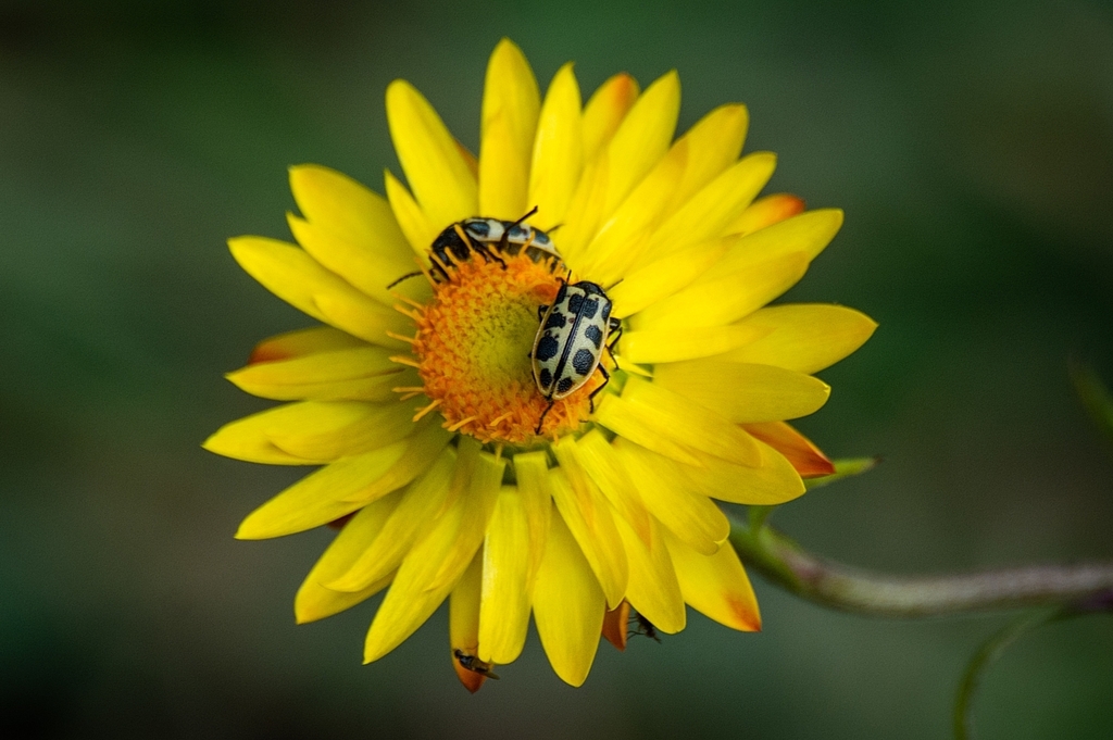 Astylus variegatus from Urupema, SC, 88625-000, Brasil on April 24 ...