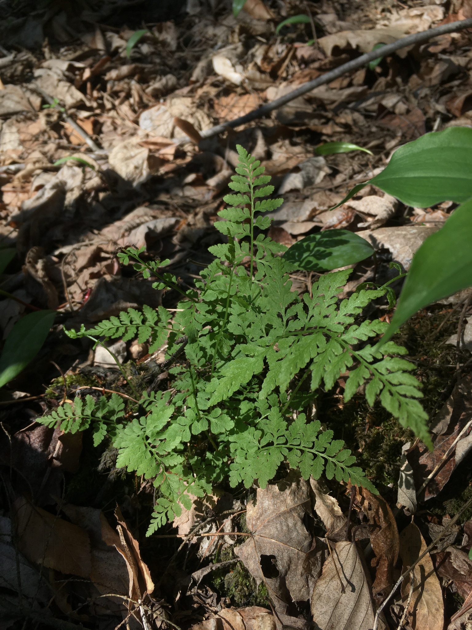Cystopteris tenuis (Michx.) Desv.
