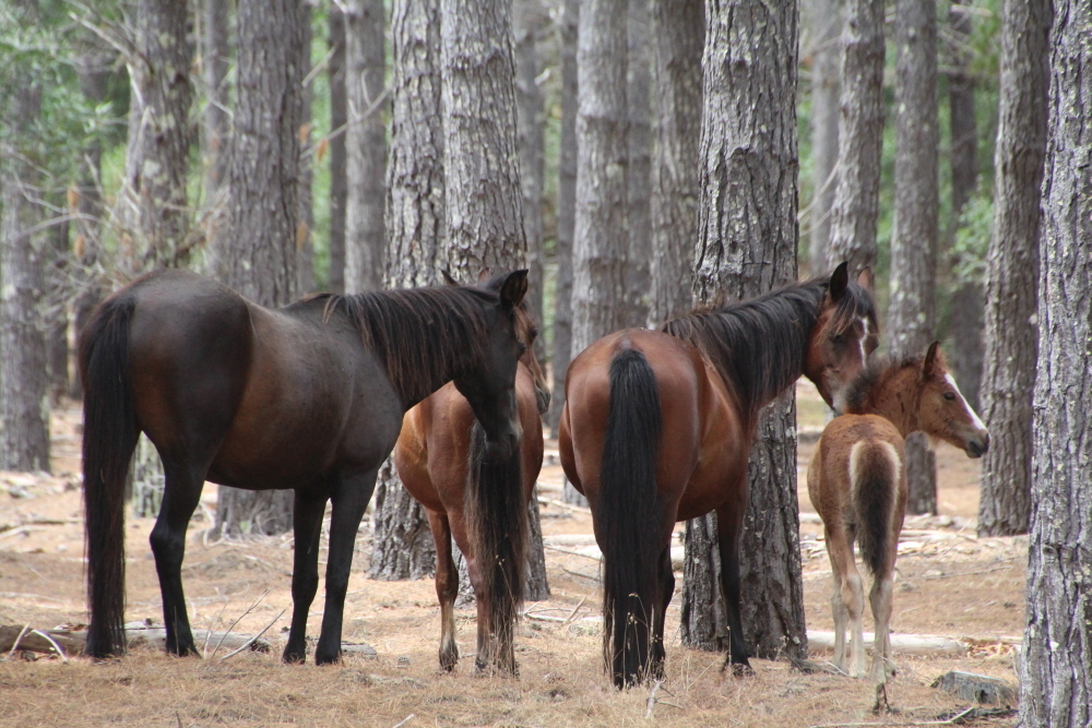 Domestic Horse from Ngataki 0484, New Zealand on December 31, 2017 at ...