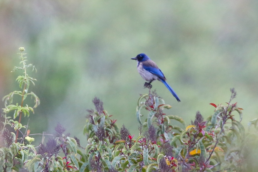 California Scrub-Jay from Localización: 31.845676 -116.546323 on May 2 ...