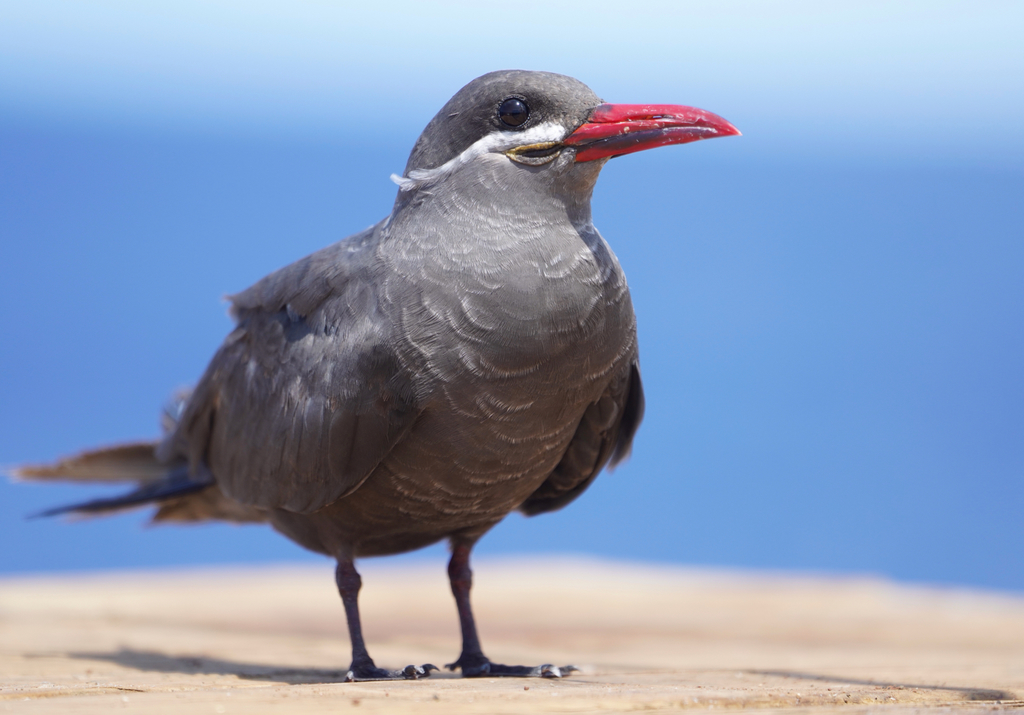 Inca Tern from Captain Cook on April 29, 2021 at 12:30 PM by Annette ...