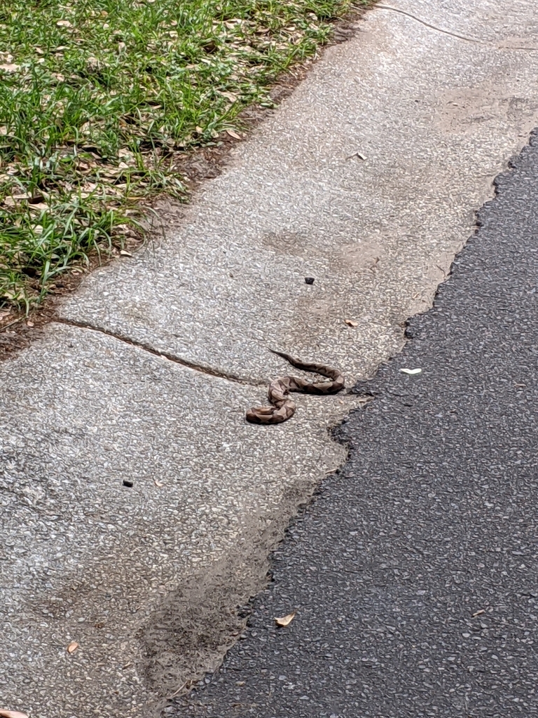 Eastern Copperhead from Seabrook Island, SC 29455, USA on May 6, 2021 ...