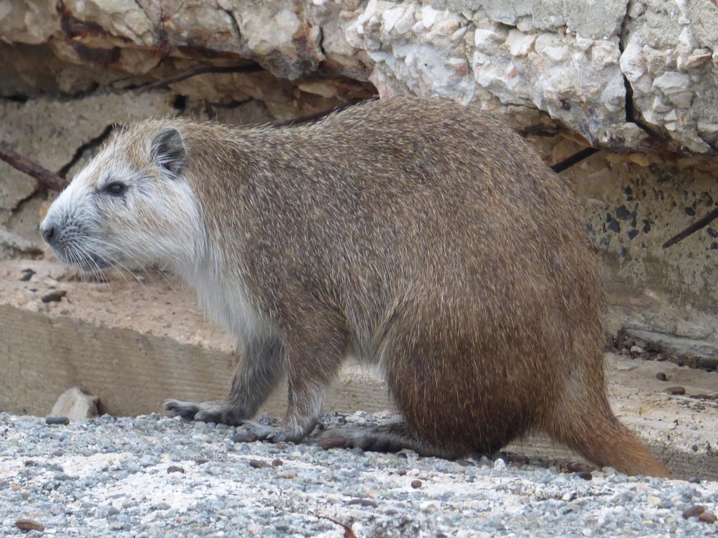 Spiny Rats and Hutias (Echimyidae) - Know Your Mammals