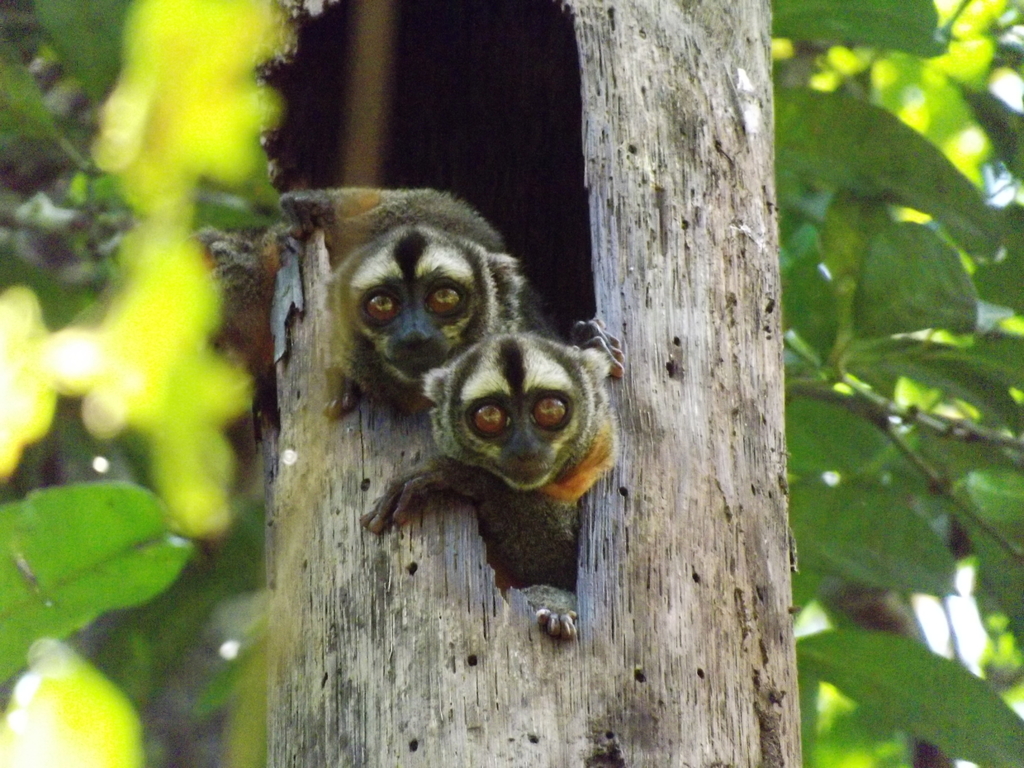 Nancy Ma’s Night Monkey (Aotus nancymai) - Know Your Mammals