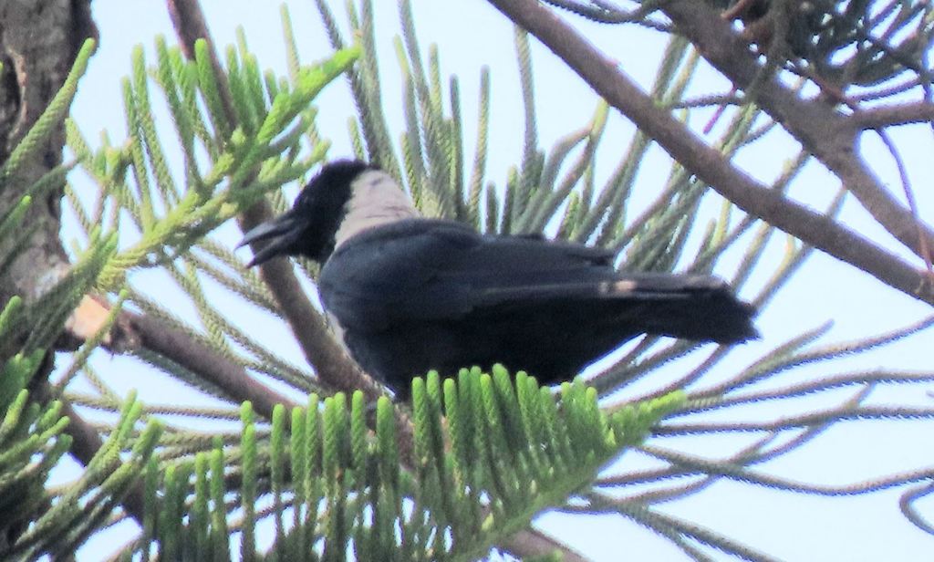 Collared Crow in May 2021 by holly_lee · iNaturalist