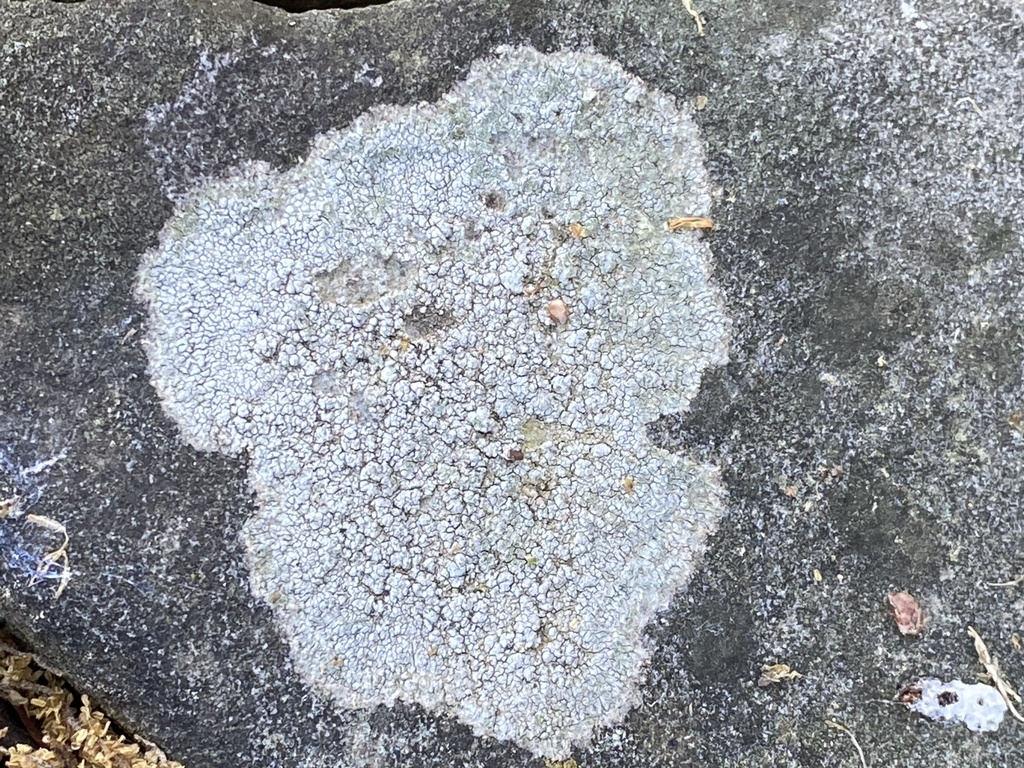 Boulder Lichen from Reprise Ct, Vienna, VA, US on April 30, 2021 at 07: ...