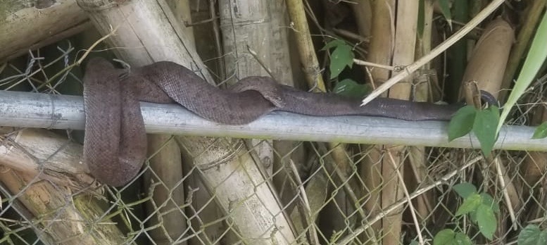 Puerto Rican Boa from Puerto Rico, Cidra, PR, US on May 02, 2021 at 11: ...