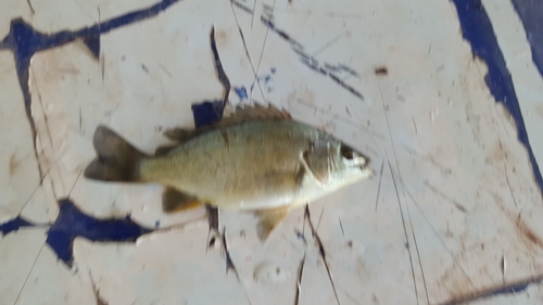 Scortum neili · NaturaLista Colombia