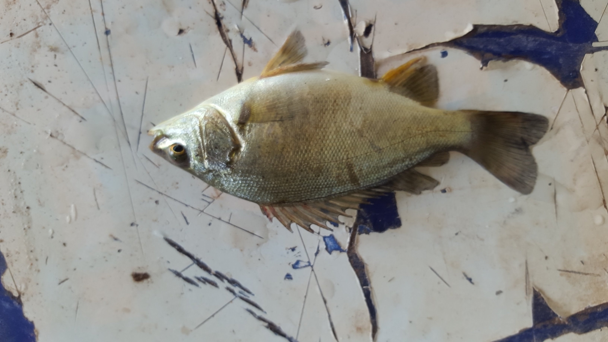 Scortum Whitley, 1943