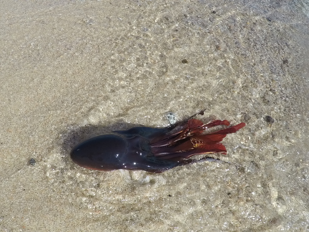 Indo-Pacific Violet Blanket Octopus from La Paz, Baja California Sur ...