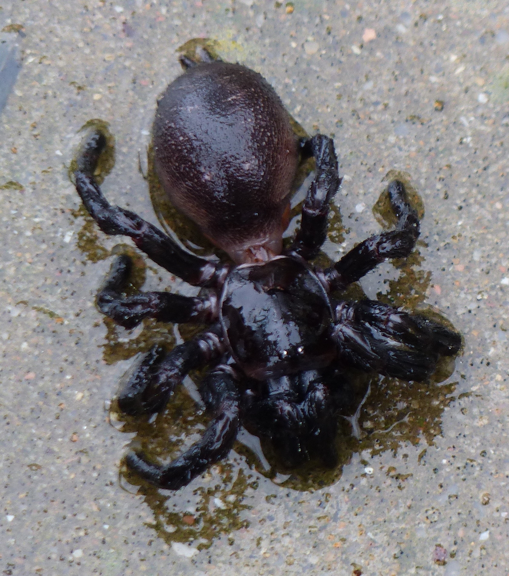 Atrax sutherlandi Gray, 2010