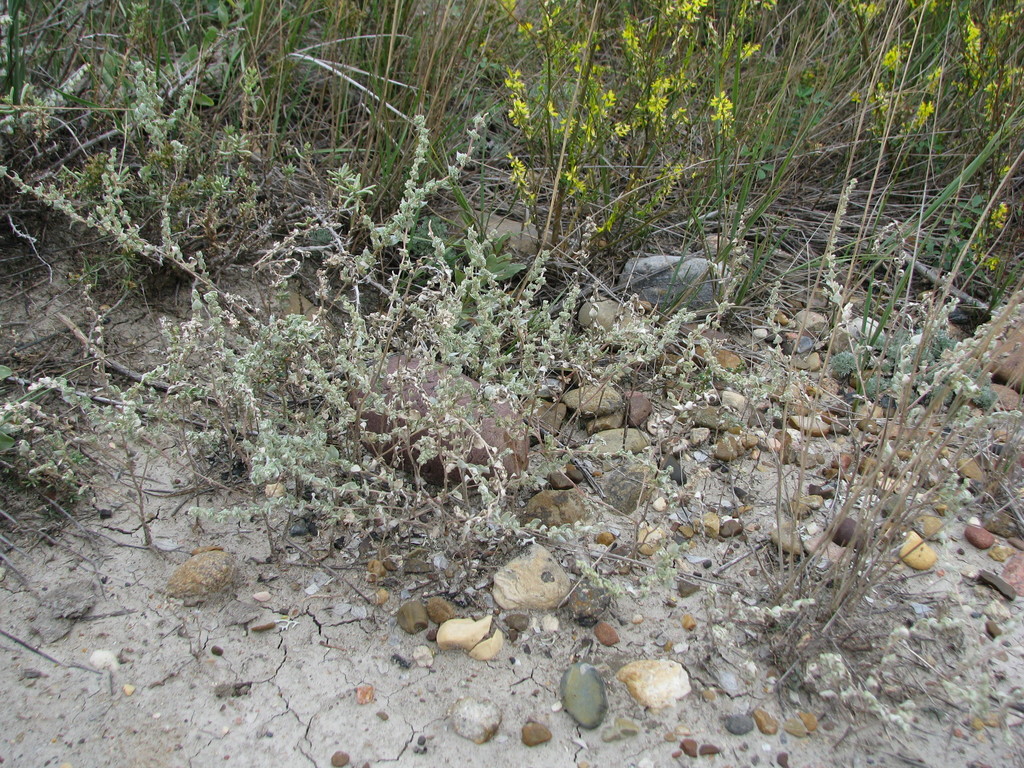 Powell's Saltweed (Plants of Highline Lake State Park) · iNaturalist