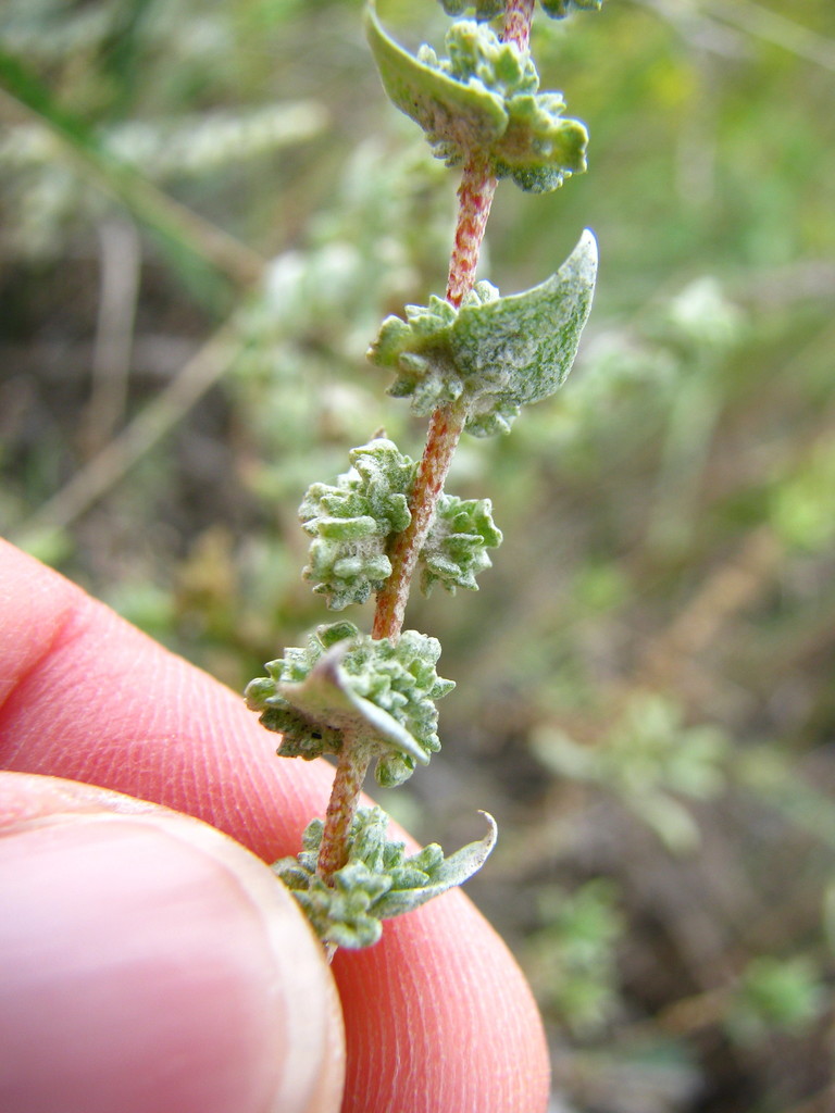 Powell's Saltweed (Plants of Highline Lake State Park) · iNaturalist
