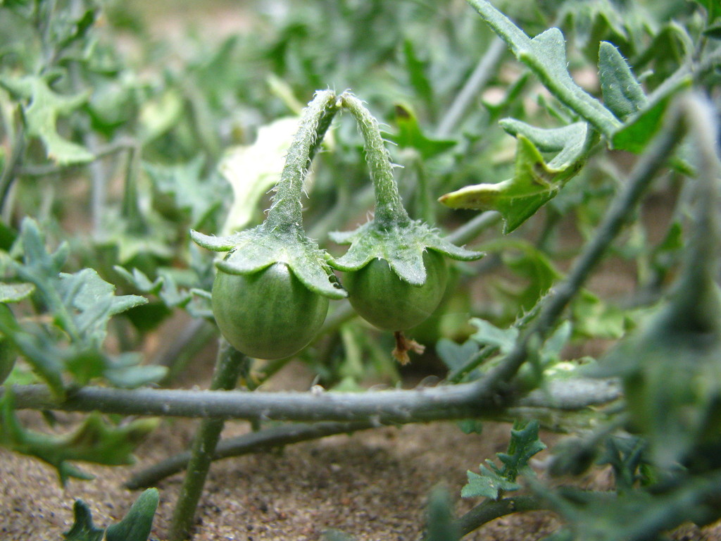 Cutleaf Nightshade (Solanum triflorum) - Botanical Realm