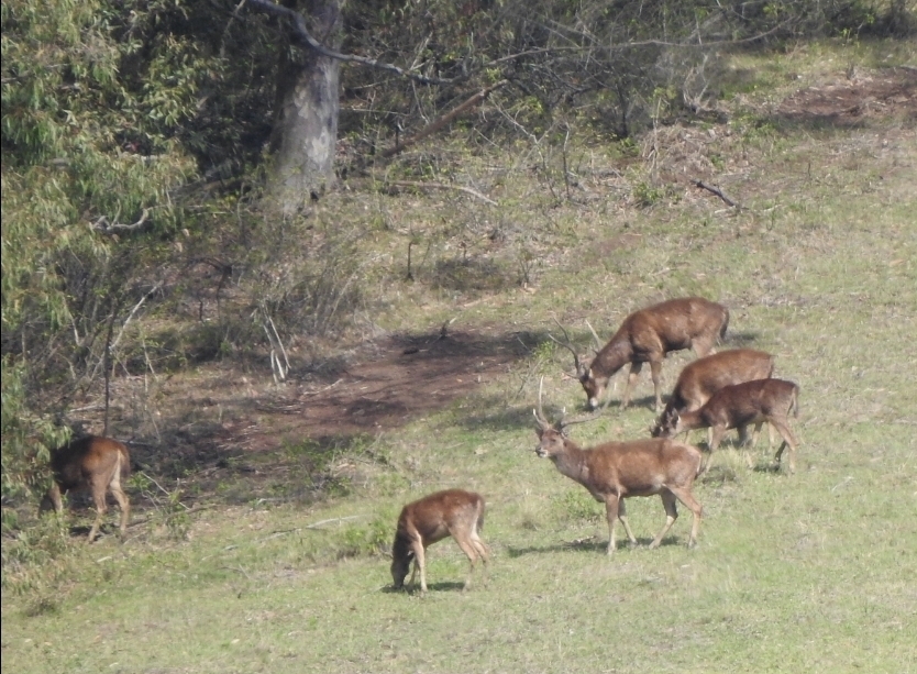Javan Rusa (Rusa timorensis) - Know Your Mammals
