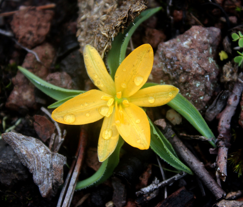 (Echeandia llanicola) - Botanical Realm