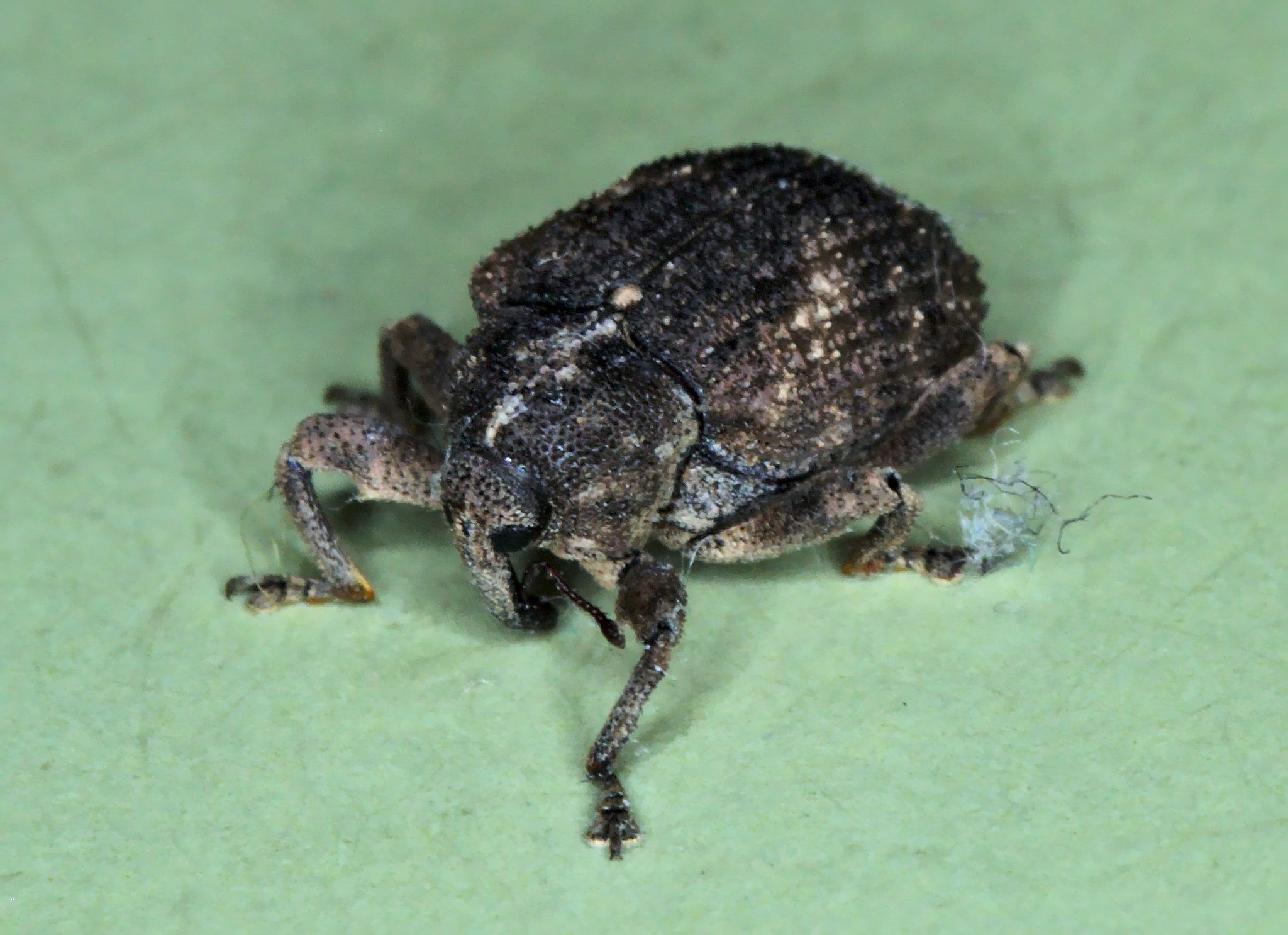 Sternochetus mangiferae (J.C.Fabricius, 1775)