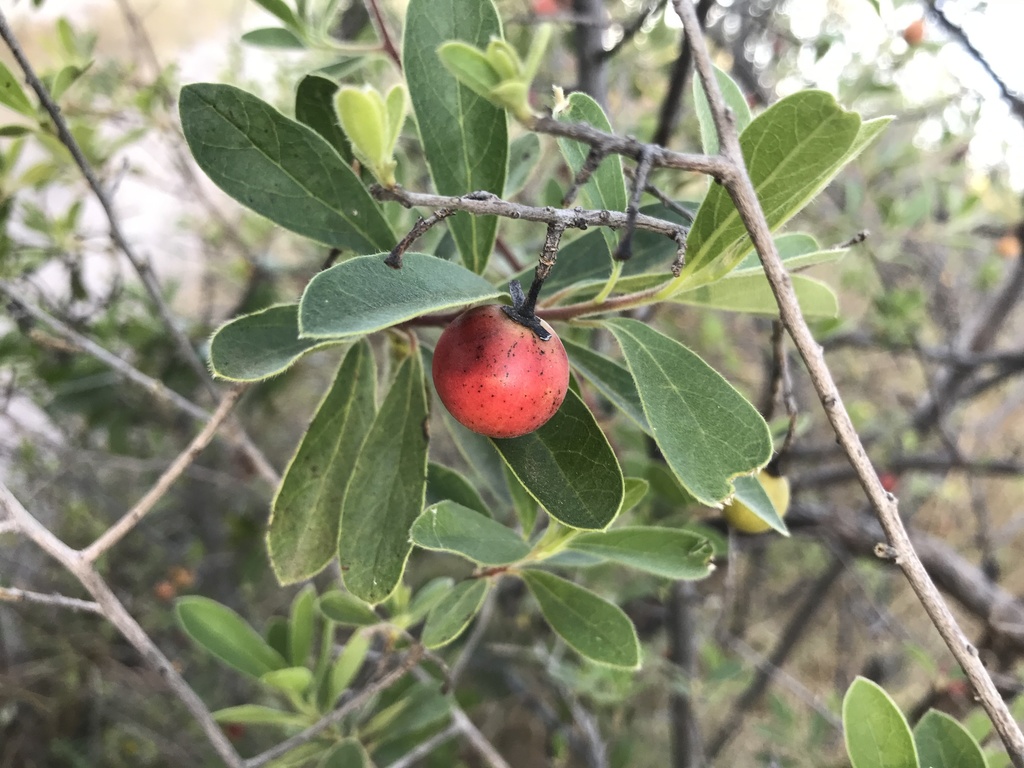 Bluebush (Magnoliopsida (Dicots) of the Mfolozi River catchment, South ...