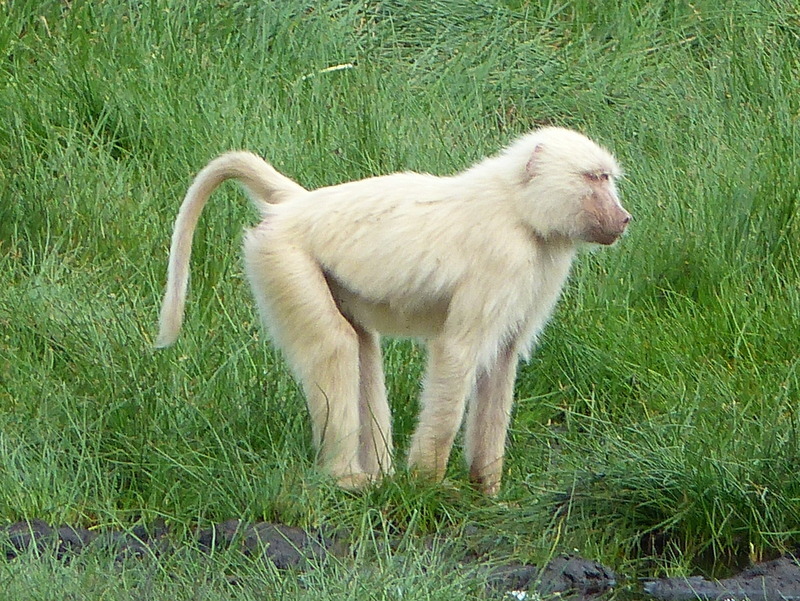 Olive Baboon (Papio anubis) - Know Your Mammals
